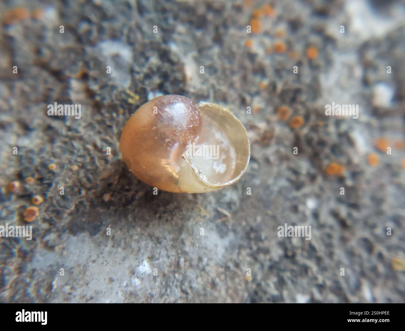 Glass Snails (Vitrinidae Stock Photo - Alamy