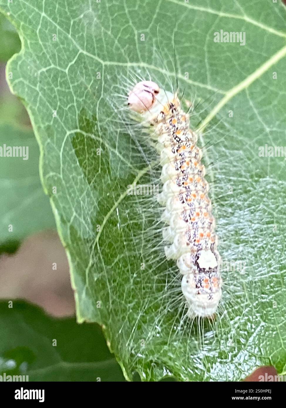 Poplar Grey (Acronicta megacephala Stock Photo - Alamy