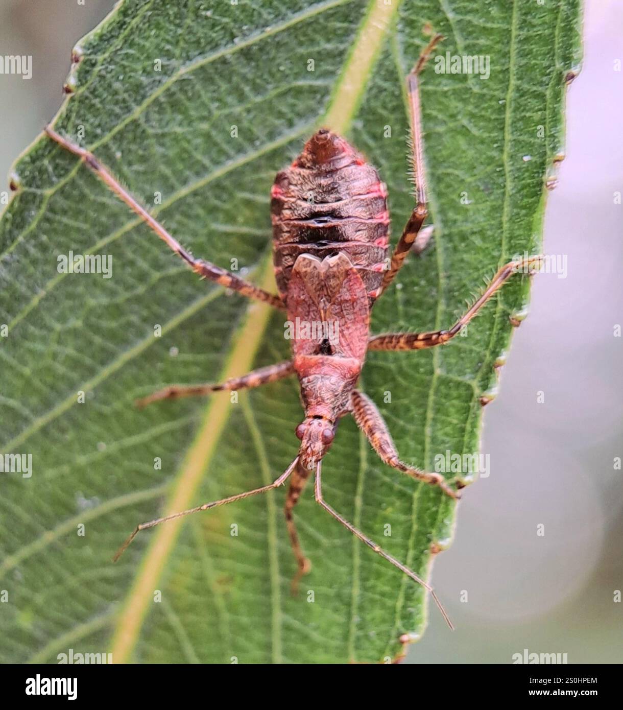 Tree Damsel Bug (Himacerus apterus Stock Photo - Alamy