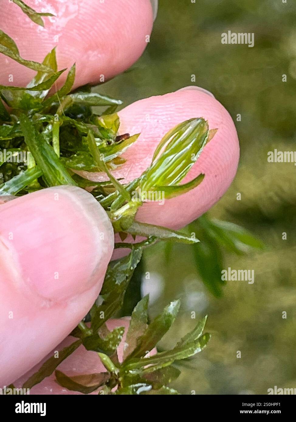 Hydrilla (Hydrilla verticillata Stock Photo - Alamy