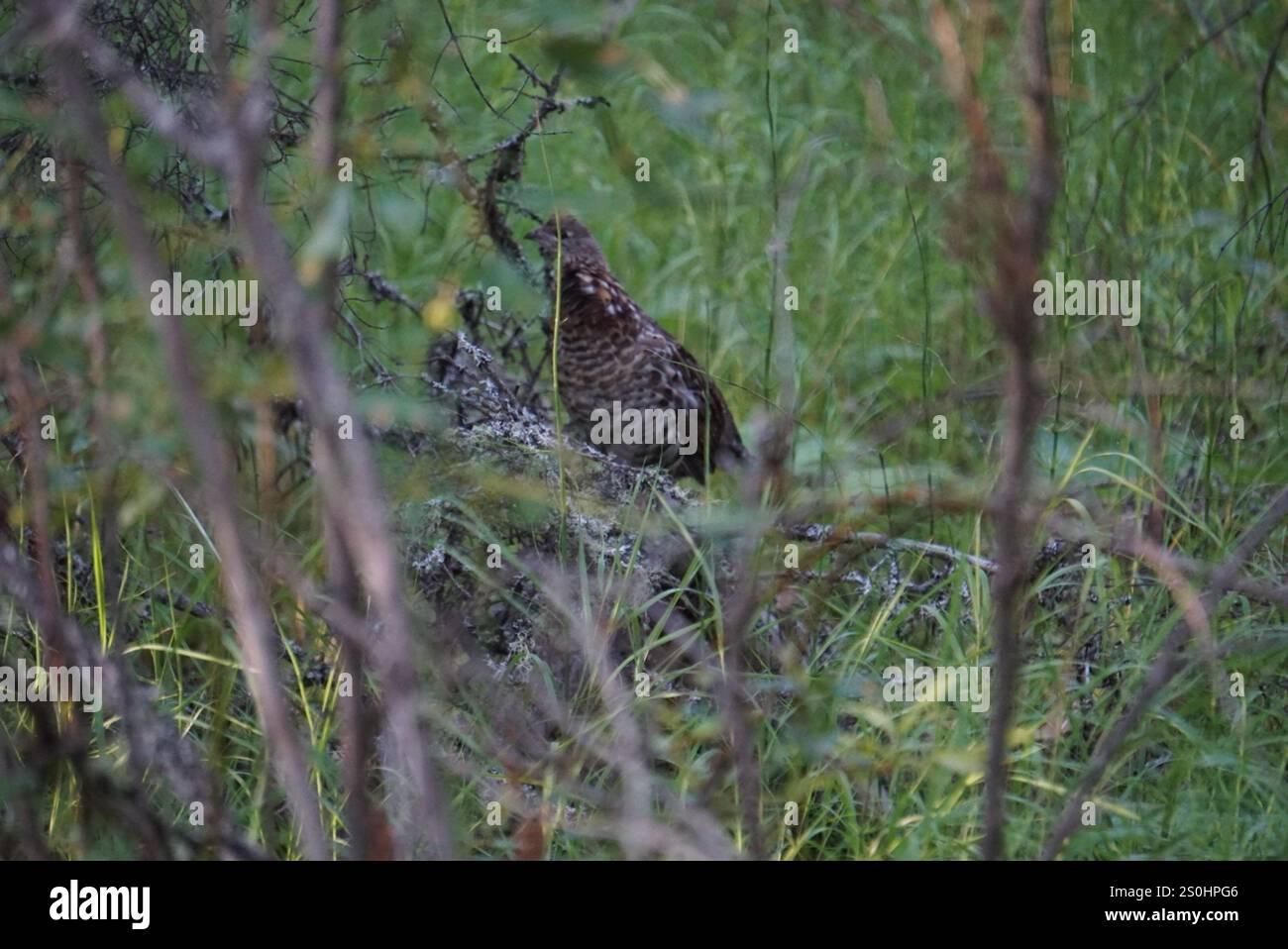 Ruffed Grouse (Bonasa umbellus Stock Photo - Alamy