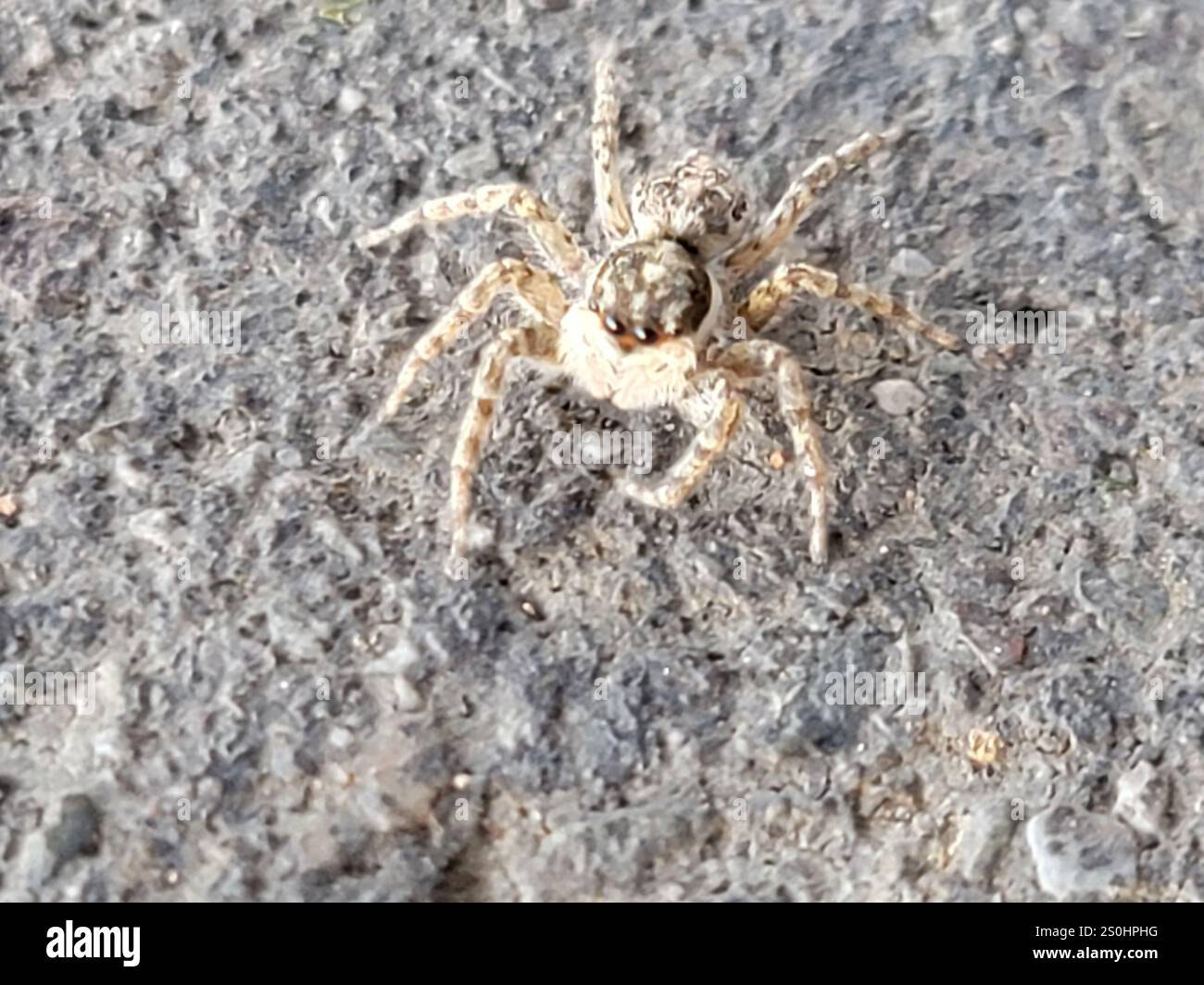 Half-edged Wall Jumping Spider (Menemerus semilimbatus Stock Photo - Alamy