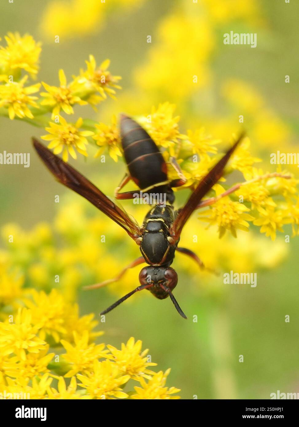 Northern Paper Wasp (Polistes fuscatus Stock Photo - Alamy