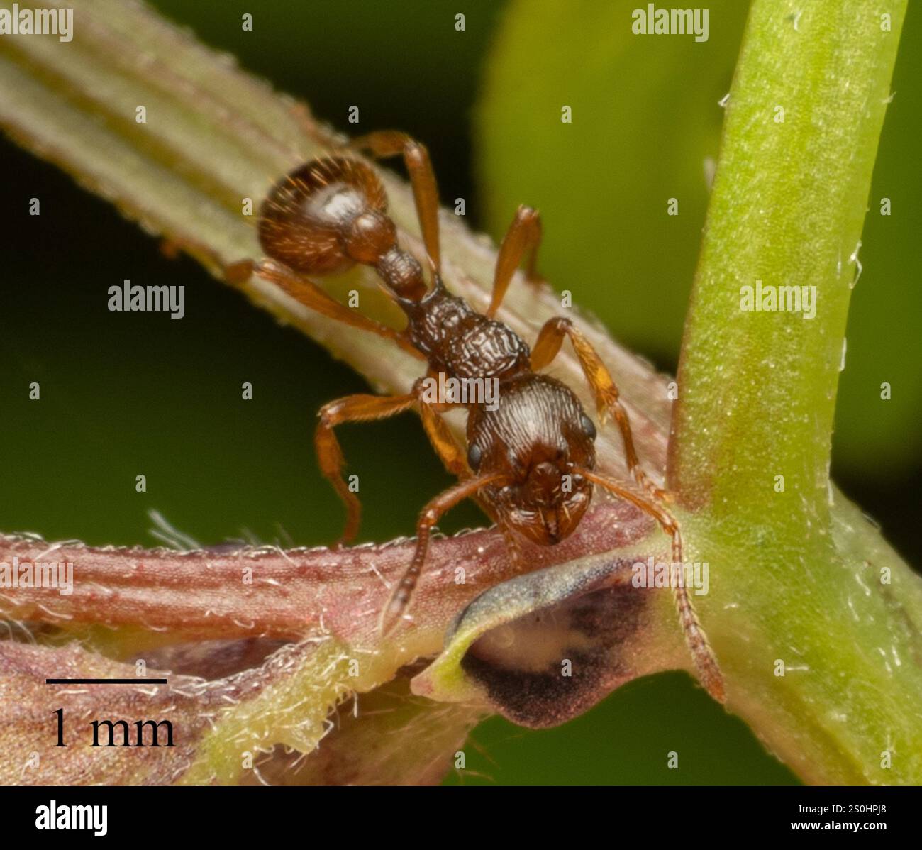 Woodland Red Ant (Myrmica ruginodis Stock Photo - Alamy