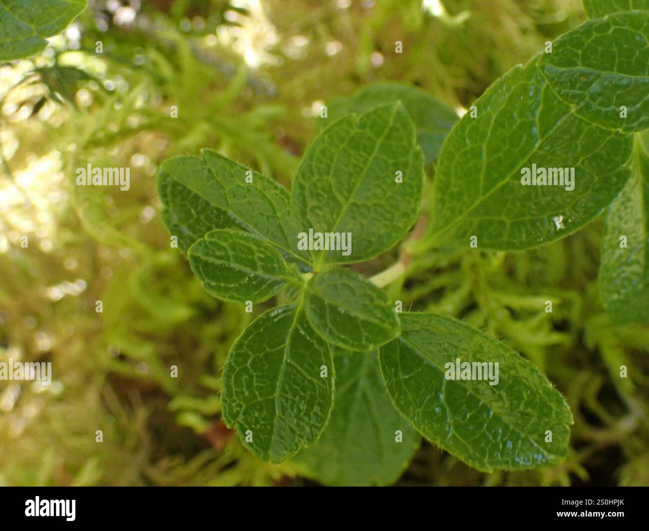 Twinflower (Linnaea borealis Stock Photo - Alamy