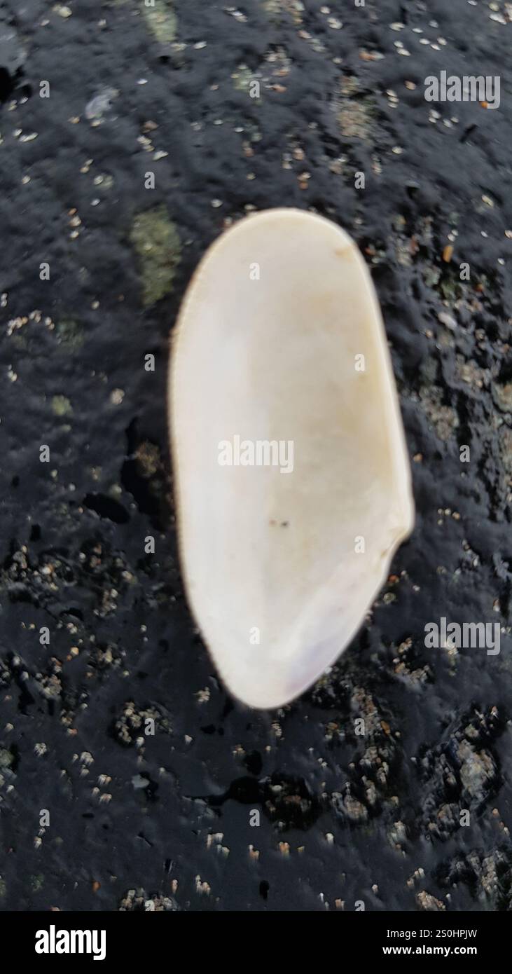 Banded Wedge Shell (Donax vittatus Stock Photo - Alamy