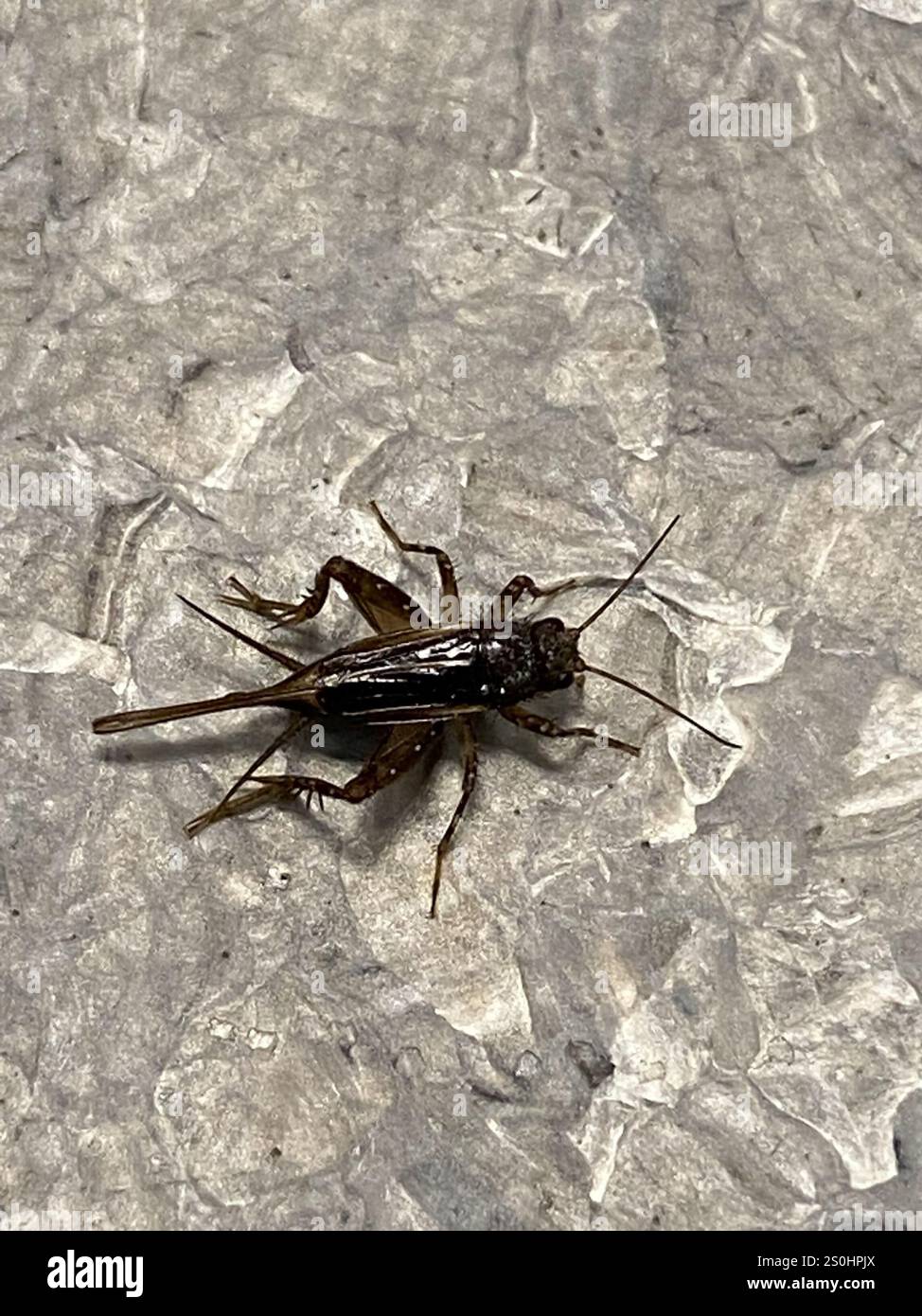 True Crickets (Gryllidae Stock Photo - Alamy