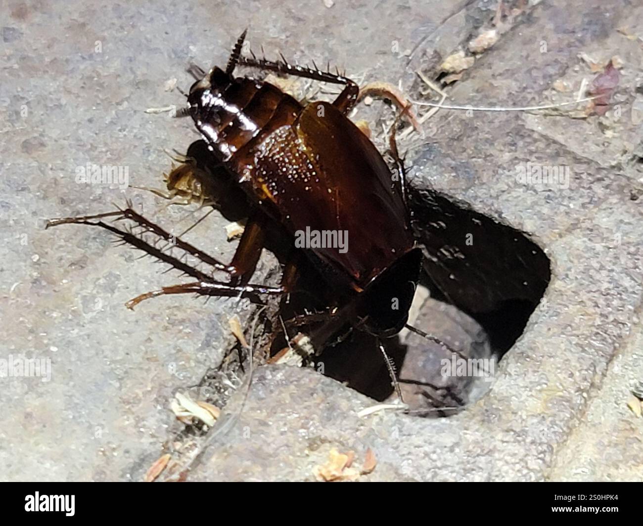 Oriental Cockroach (Blatta orientalis Stock Photo - Alamy