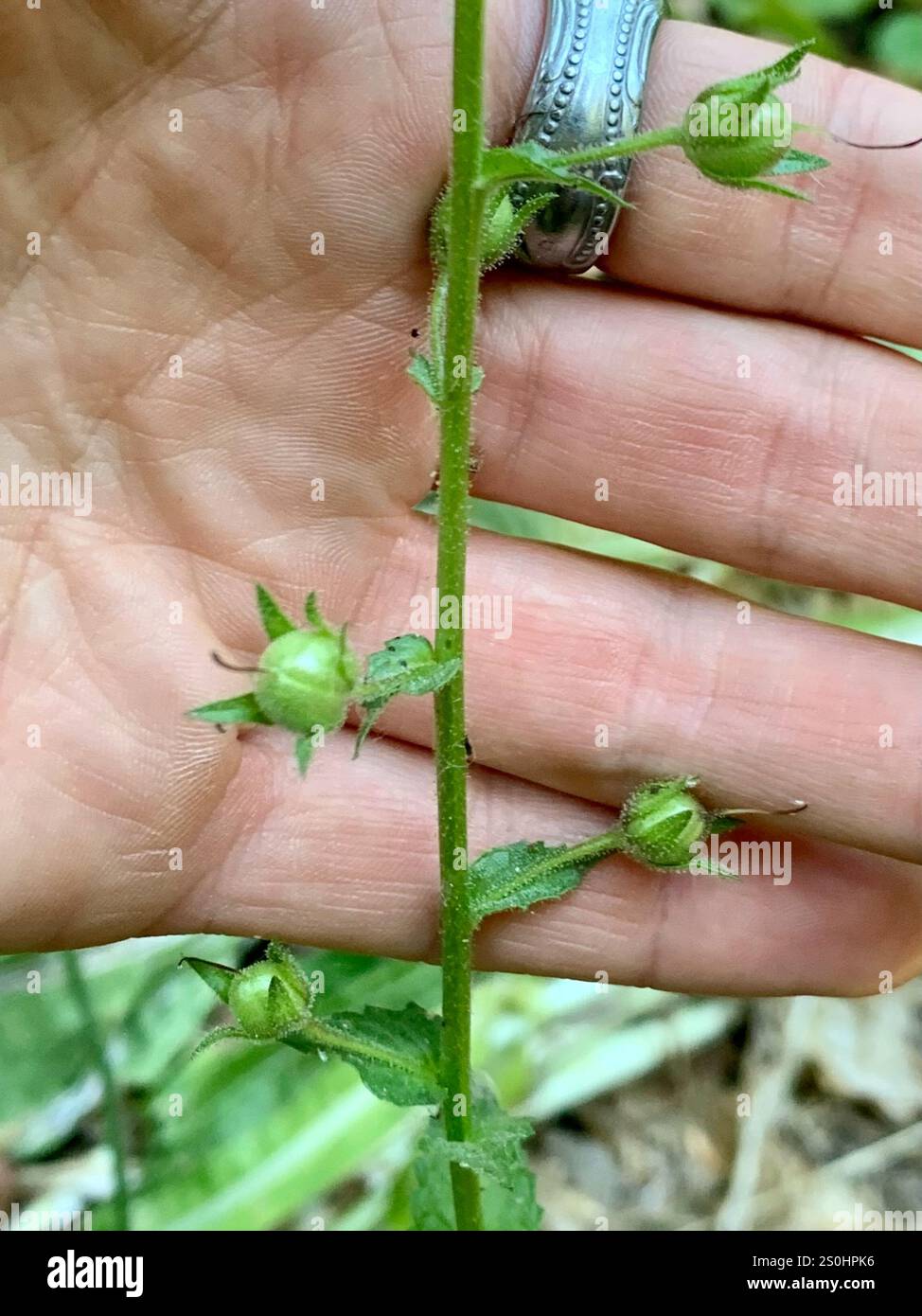 moth mullein (Verbascum blattaria Stock Photo - Alamy