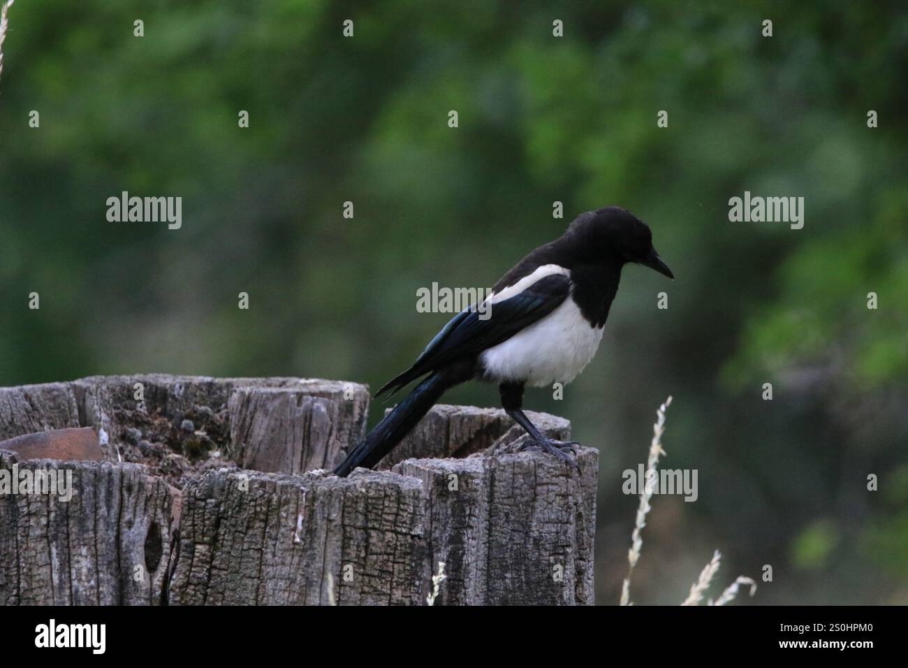 Black-billed Magpie (Pica hudsonia Stock Photo - Alamy