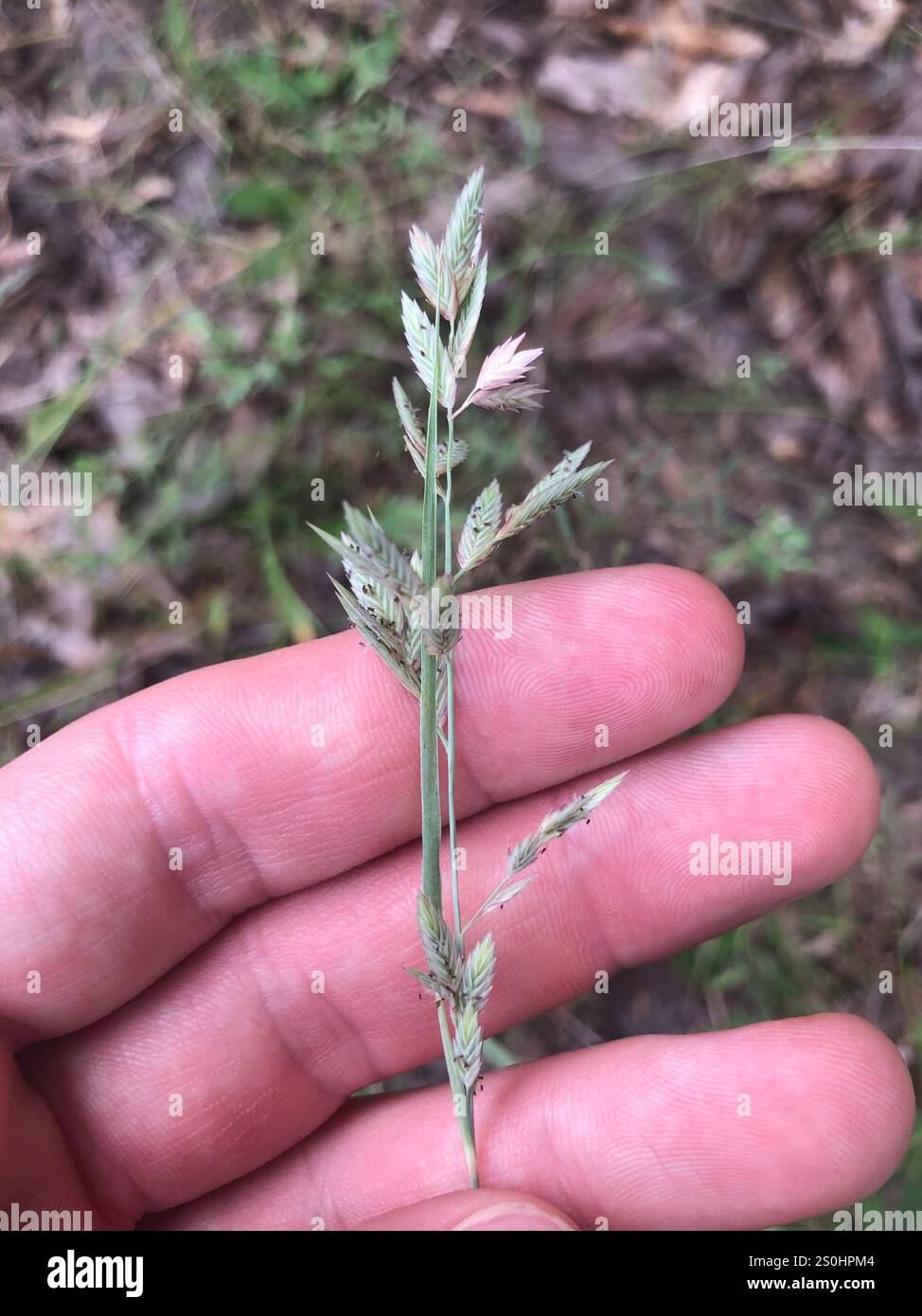 red lovegrass (Eragrostis secundiflora oxylepis Stock Photo - Alamy