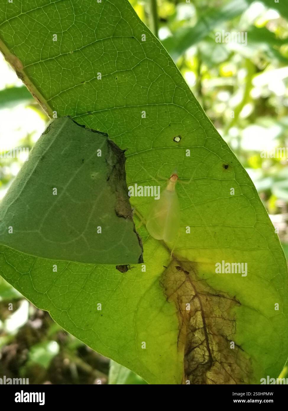 Common Tree Crickets (Oecanthus Stock Photo - Alamy