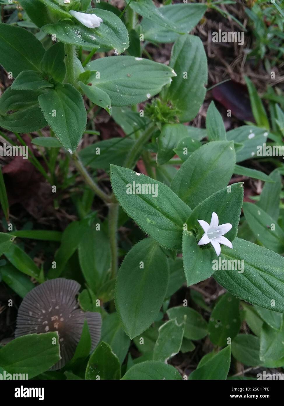 Florida Pusley (Richardia scabra Stock Photo - Alamy