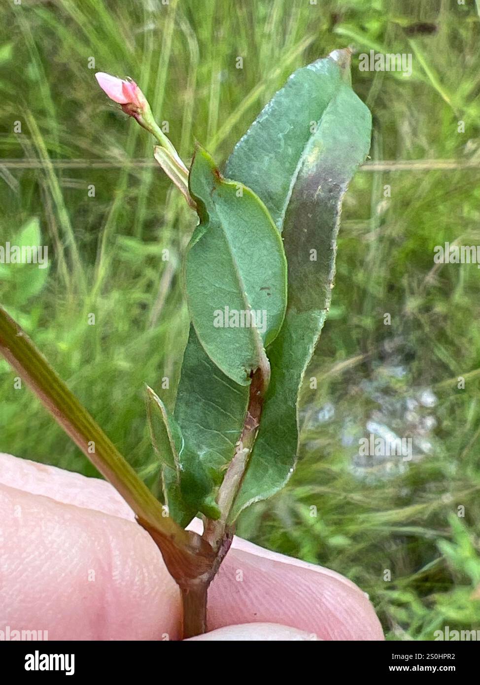 arrow-leaved tearthumb (Persicaria sagittata Stock Photo - Alamy