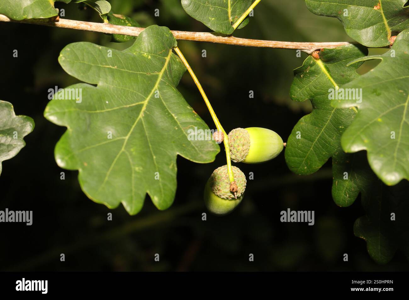 English oak (Quercus robur Stock Photo - Alamy