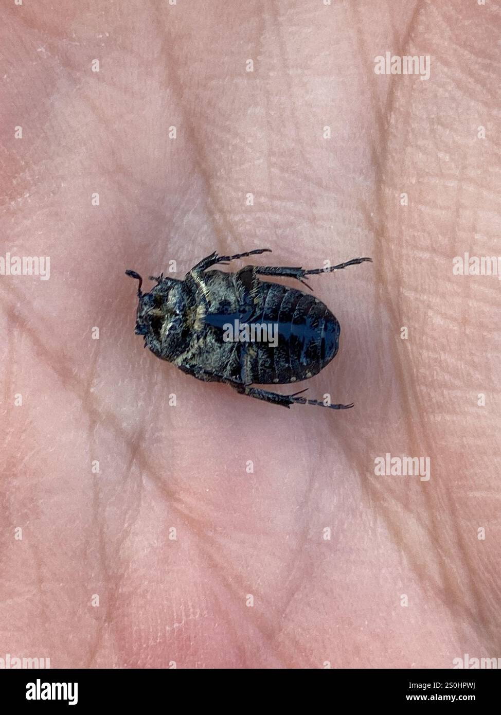 Mediterranean Spotted Chafer (Oxythyrea funesta Stock Photo - Alamy