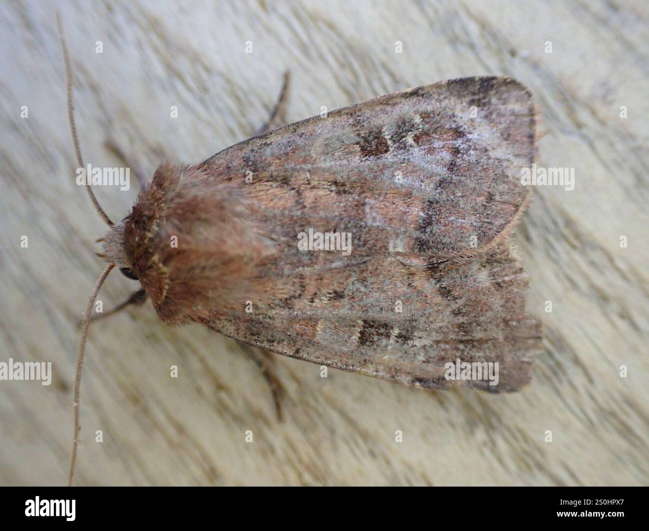 Small Square-spot (Diarsia rubi Stock Photo - Alamy