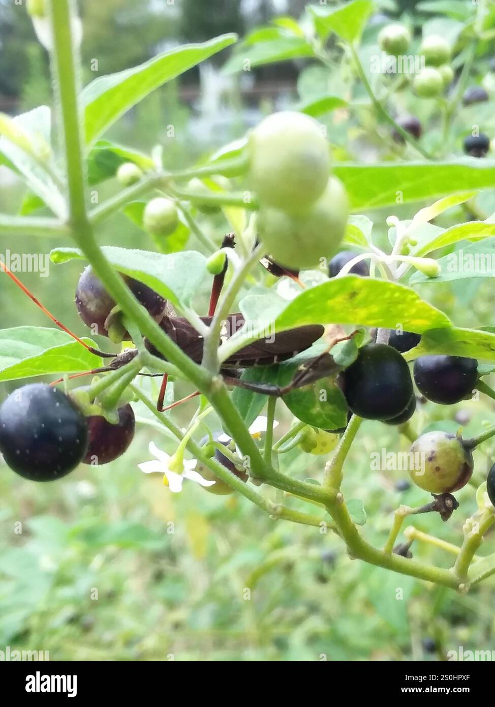 Eastern Leaf-footed Bug (Leptoglossus phyllopus Stock Photo - Alamy