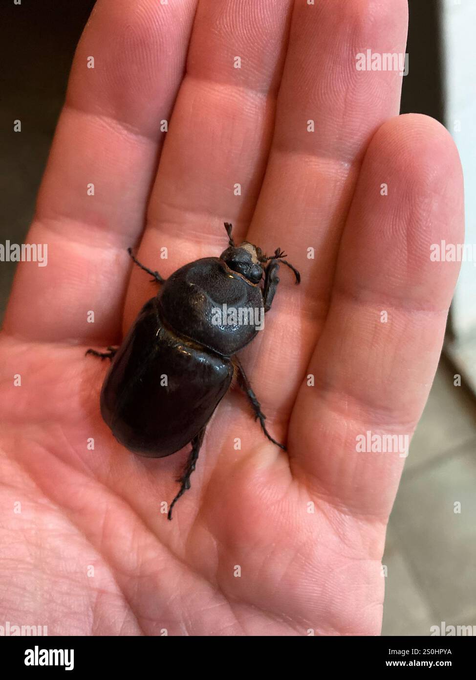 Greek rhinoceros beetle (Oryctes nasicornis kuntzeni Stock Photo - Alamy