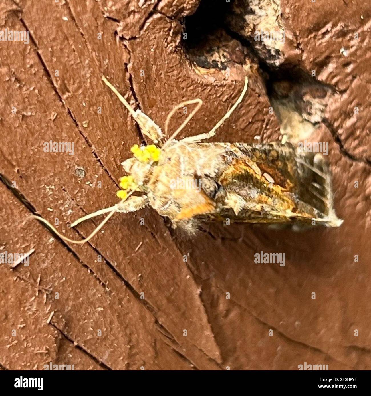 Soybean Looper Moth (Chrysodeixis includens Stock Photo - Alamy