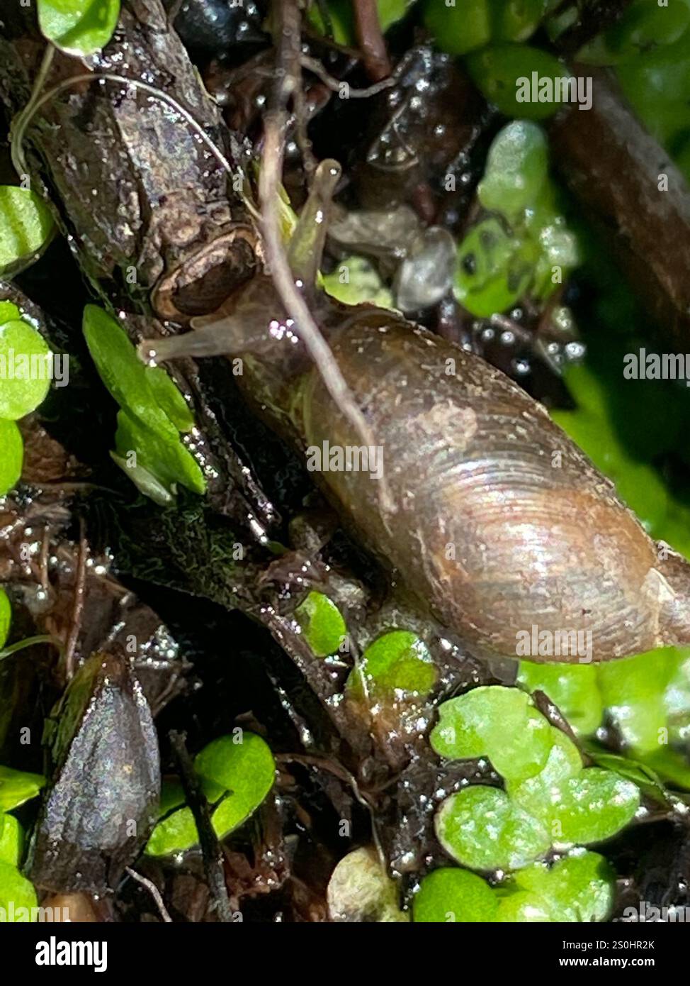 Slender Amber Snail (Oxyloma elegans Stock Photo - Alamy