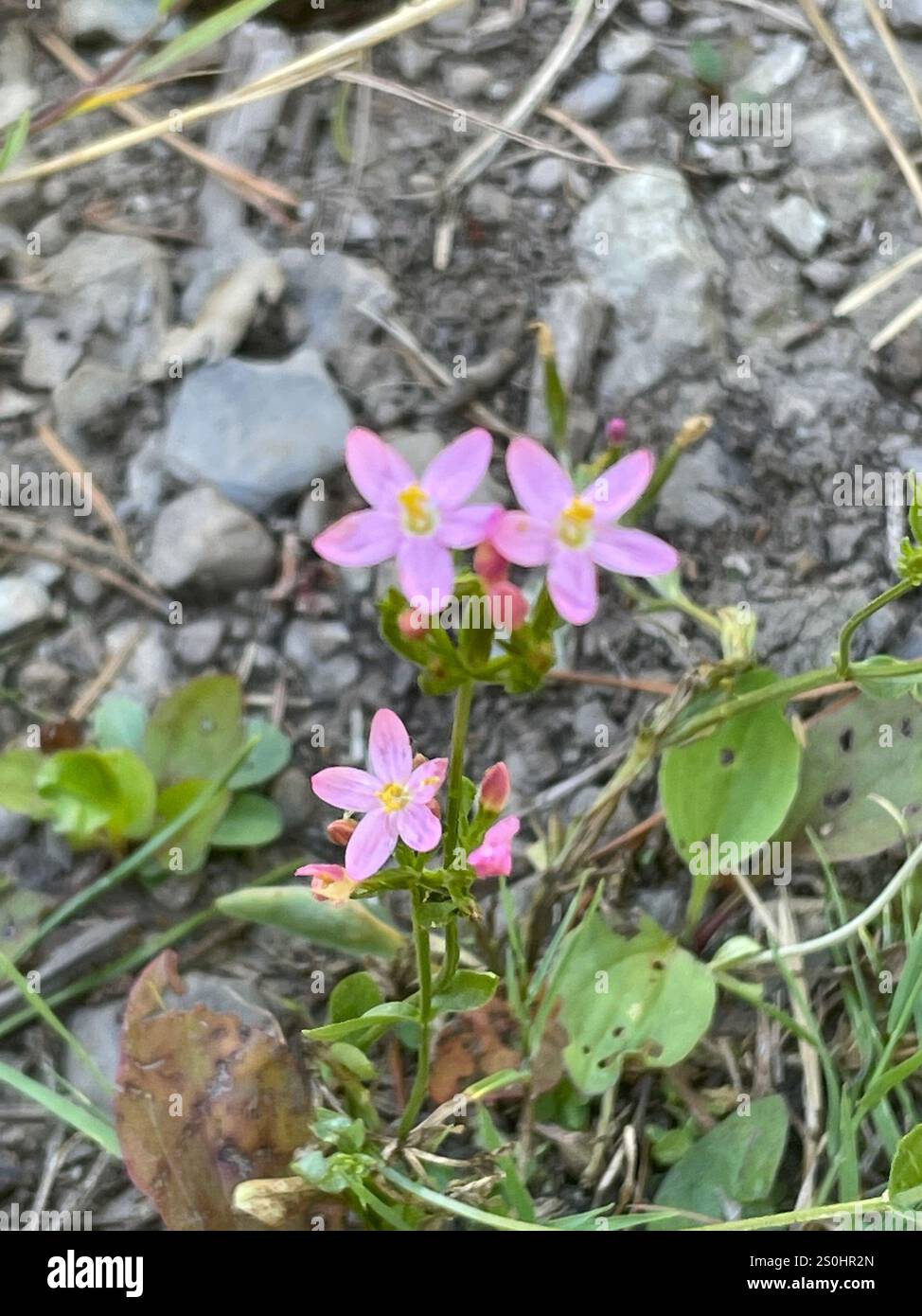 Common centaury (Centaurium erythraea Stock Photo - Alamy