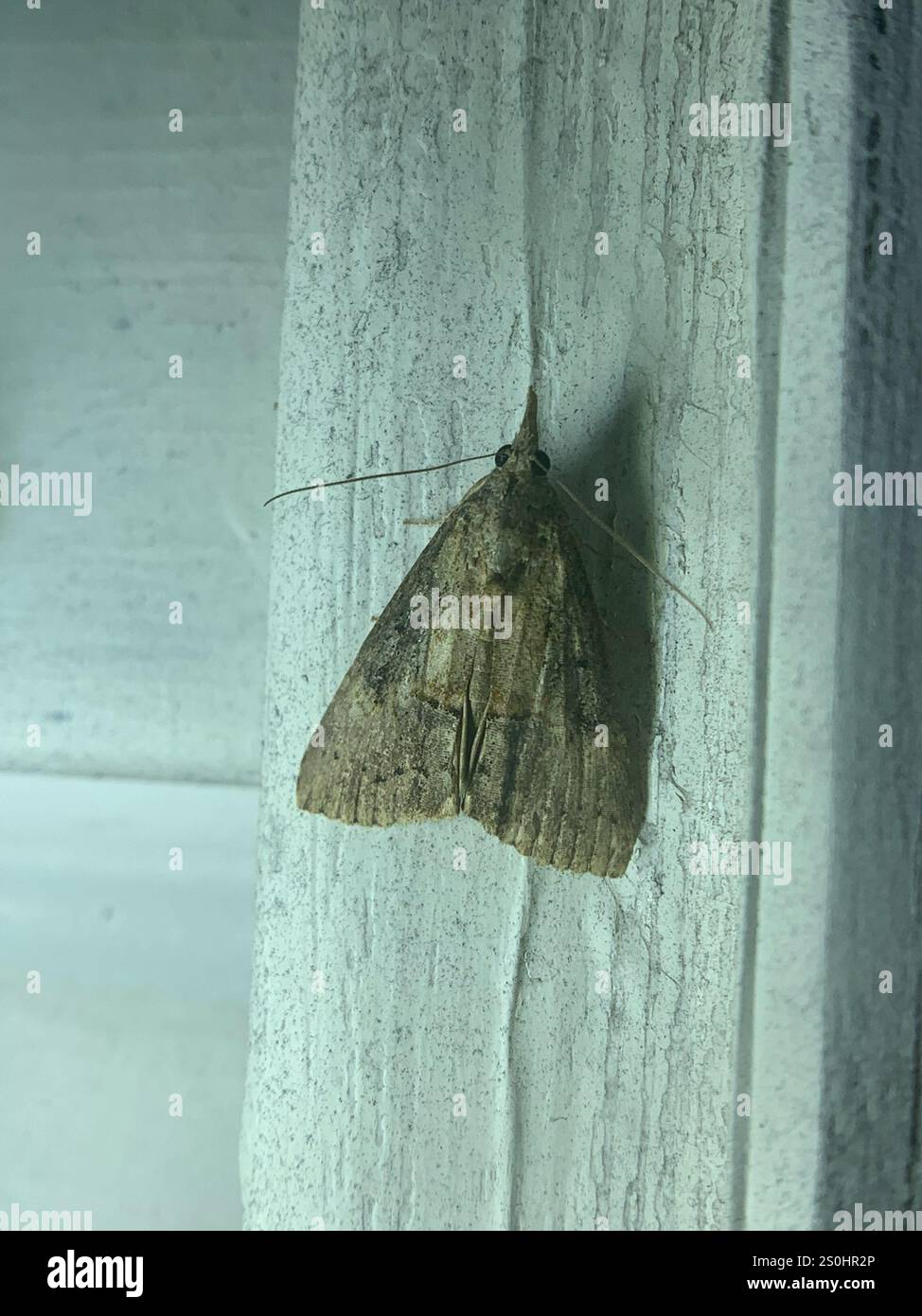 Green Cloverworm Moth (Hypena scabra Stock Photo - Alamy