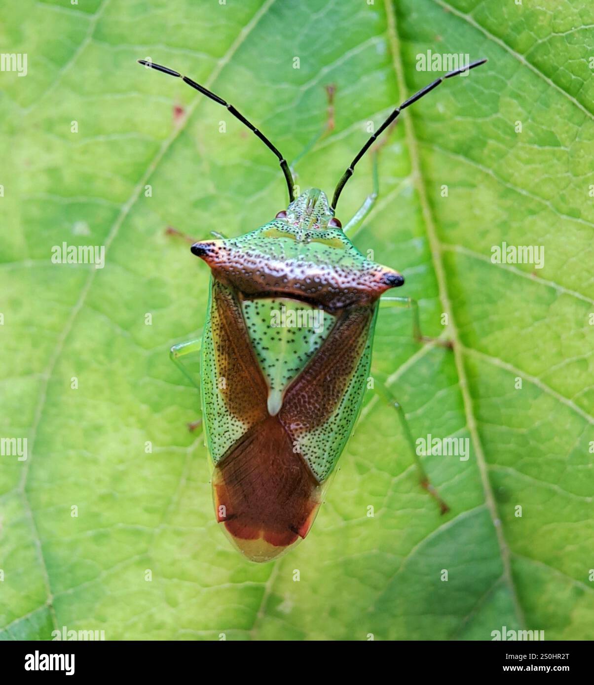 Hawthorn Shield Bug (Acanthosoma haemorrhoidale Stock Photo - Alamy