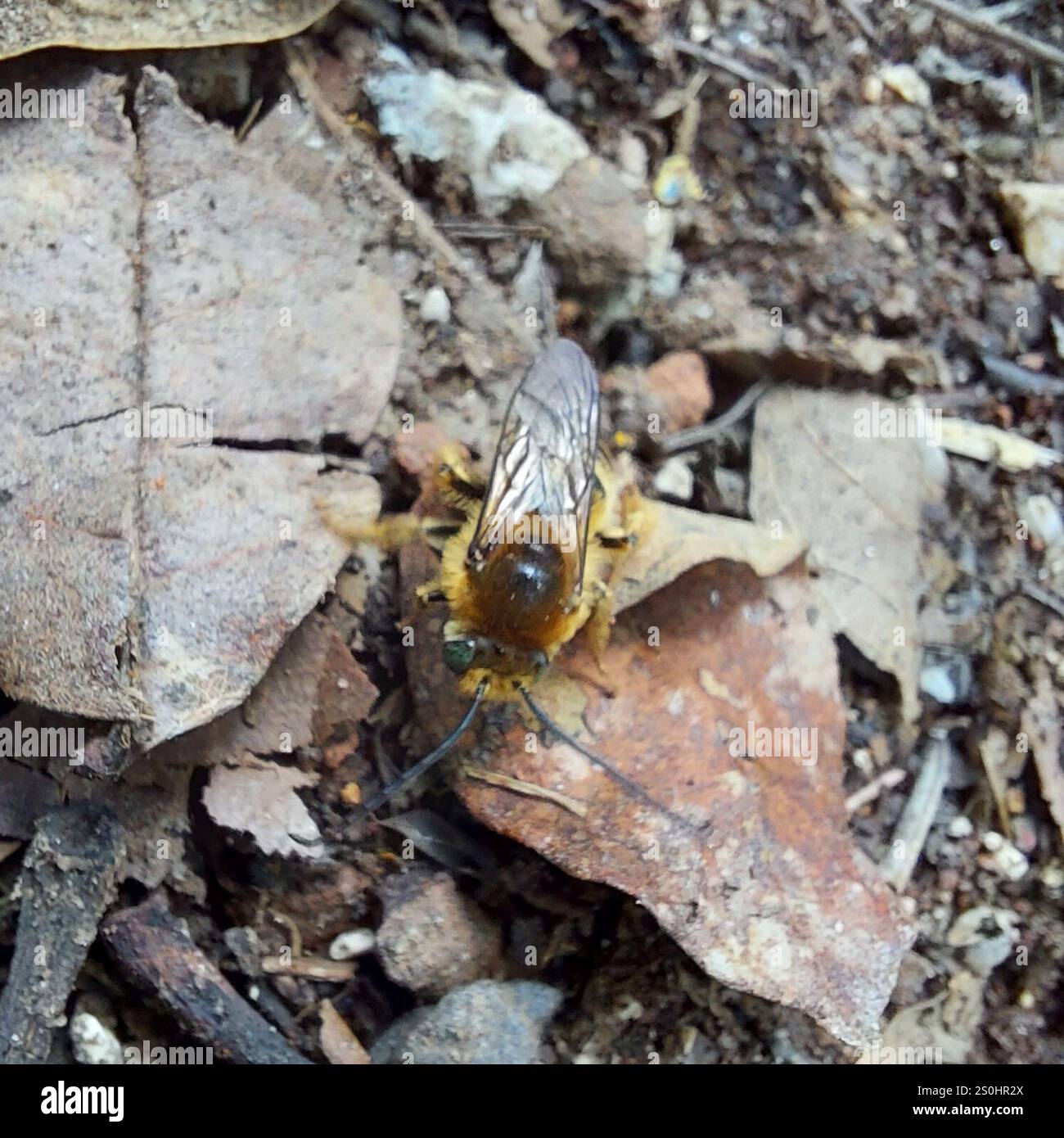 Longhorn Bees (Eucerini Stock Photo - Alamy