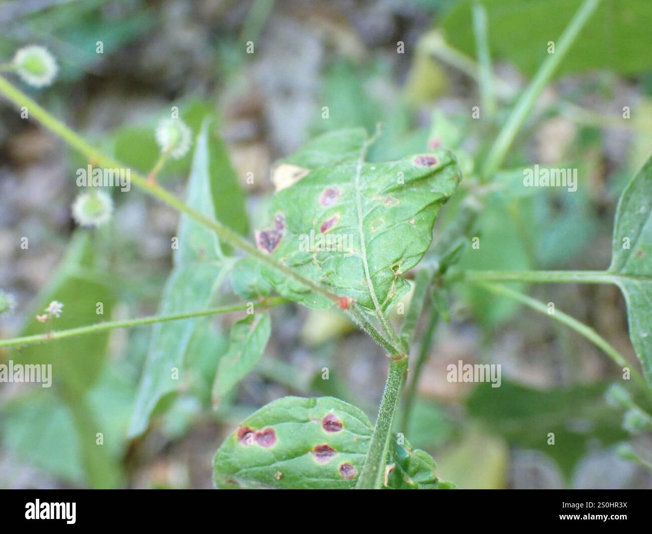 enchanter's-nightshade (Circaea lutetiana Stock Photo - Alamy