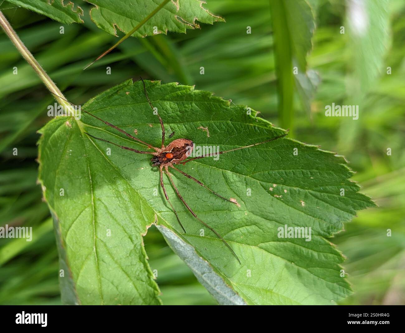 Saddleback Harvestman (Mitopus morio Stock Photo - Alamy