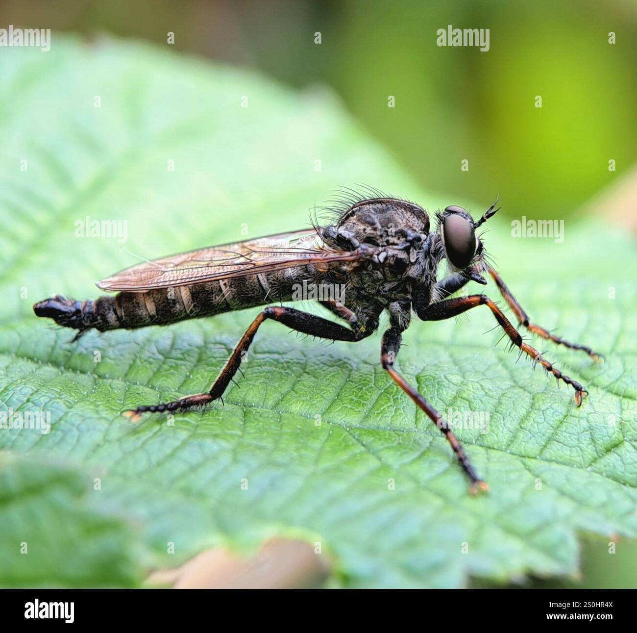 kite-tailed robberfly (Tolmerus atricapillus Stock Photo - Alamy