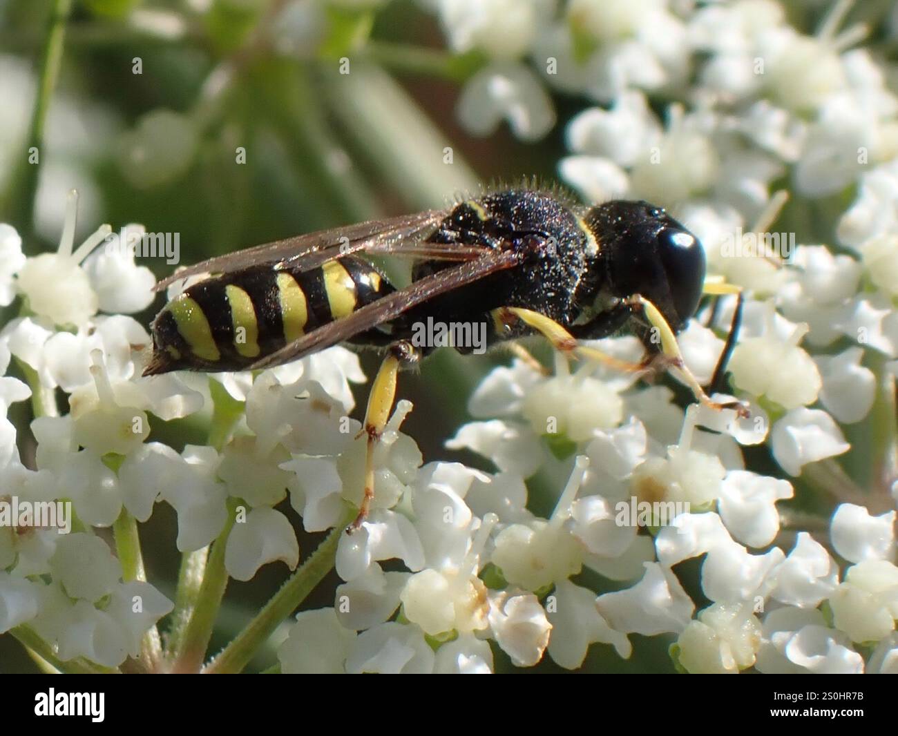 Square-headed Wasps, Sand Wasps, and Allies (Crabronidae Stock Photo ...