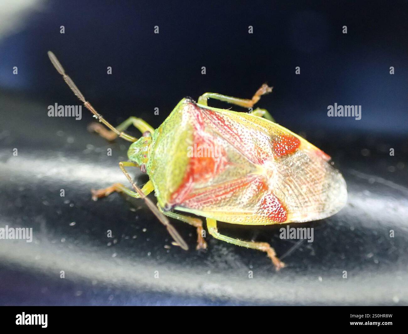Birch Shield Bug (Elasmostethus interstinctus Stock Photo - Alamy