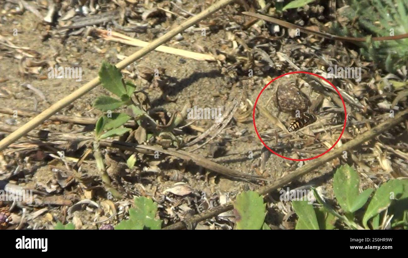 Black-thighed Cellophane-cuckoo Bee (Epeolus variegatus Stock Photo - Alamy