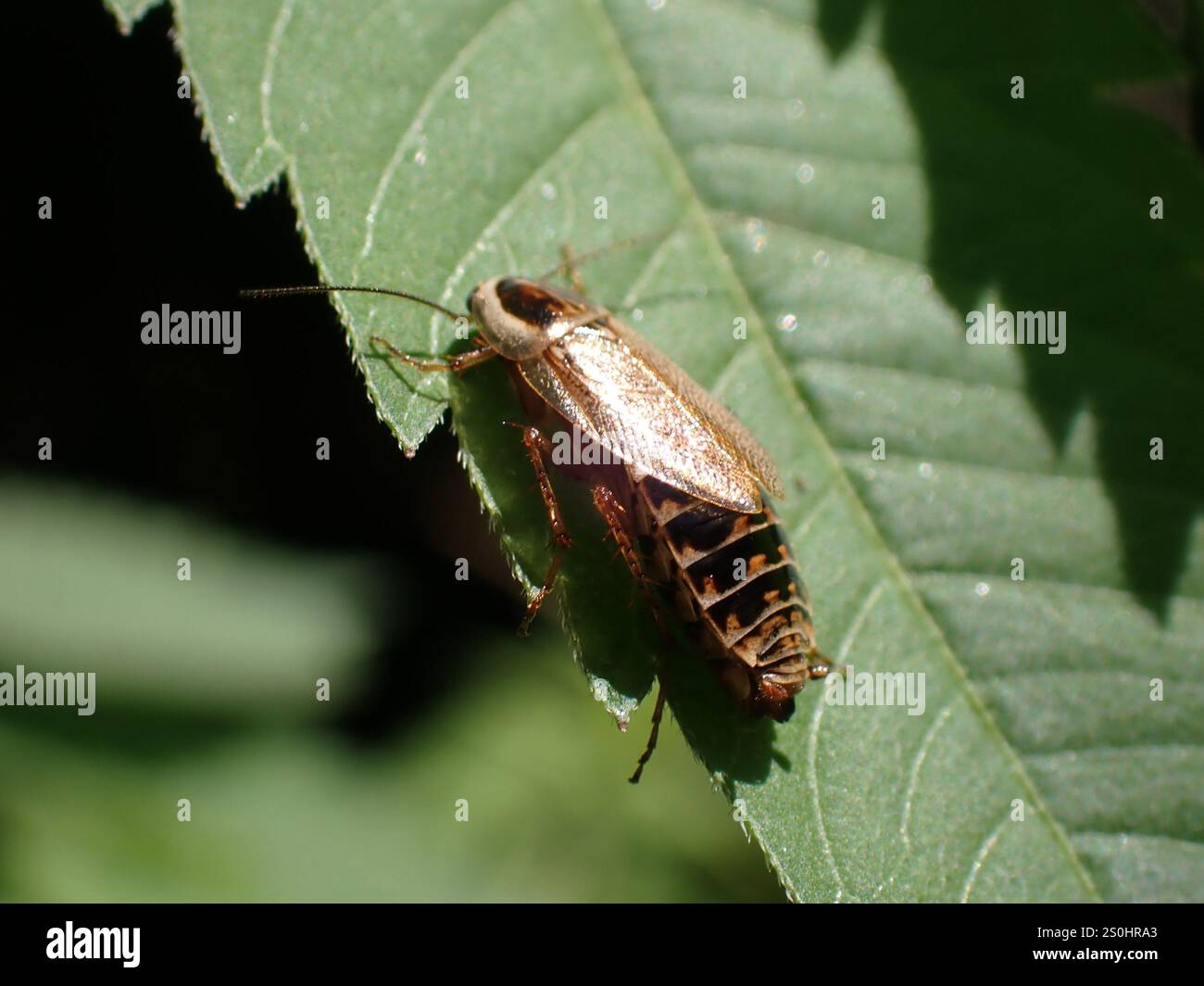 Ectobius lucidus hi-res stock photography and images - Alamy