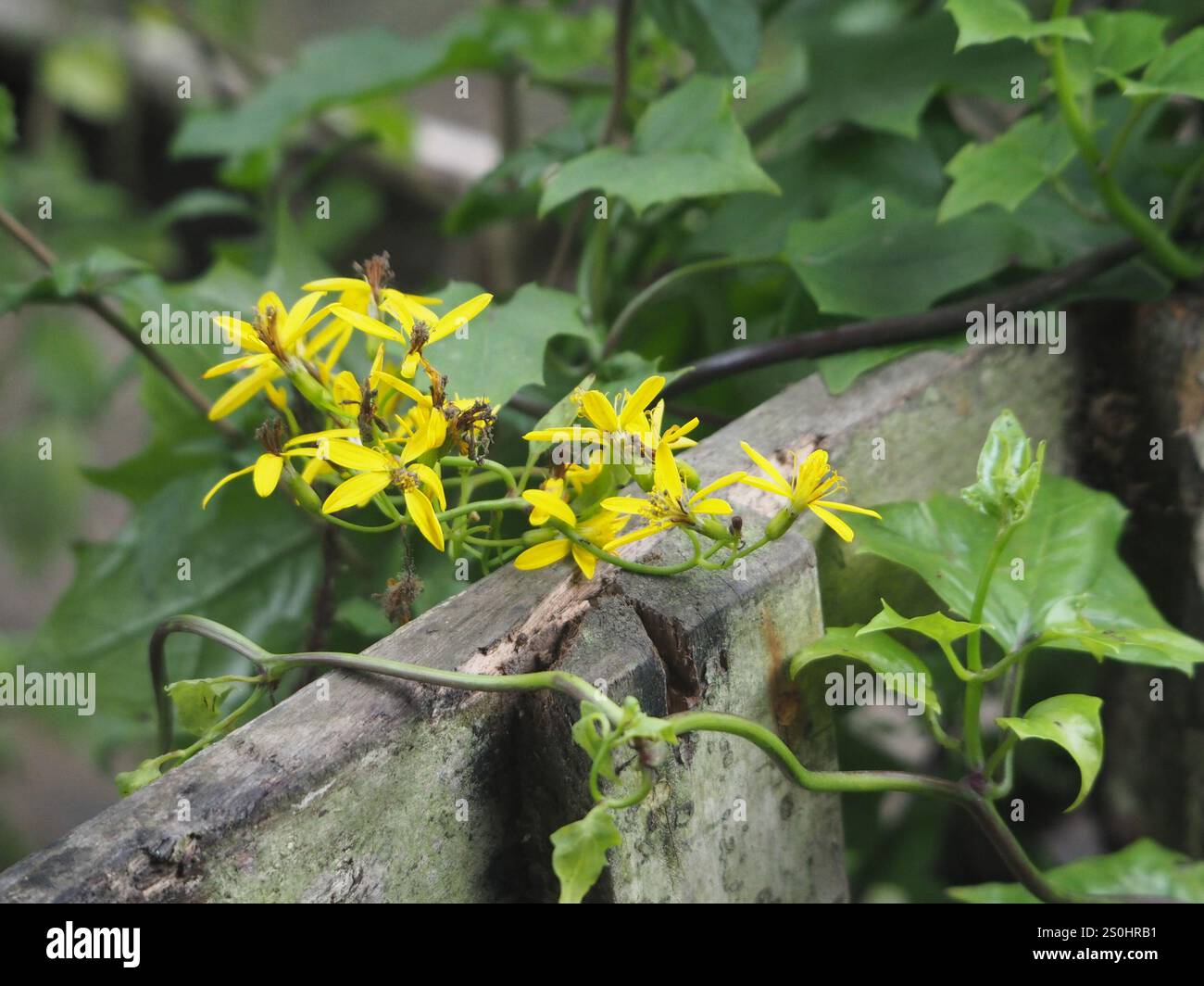 Canary creeper (Senecio tamoides Stock Photo - Alamy