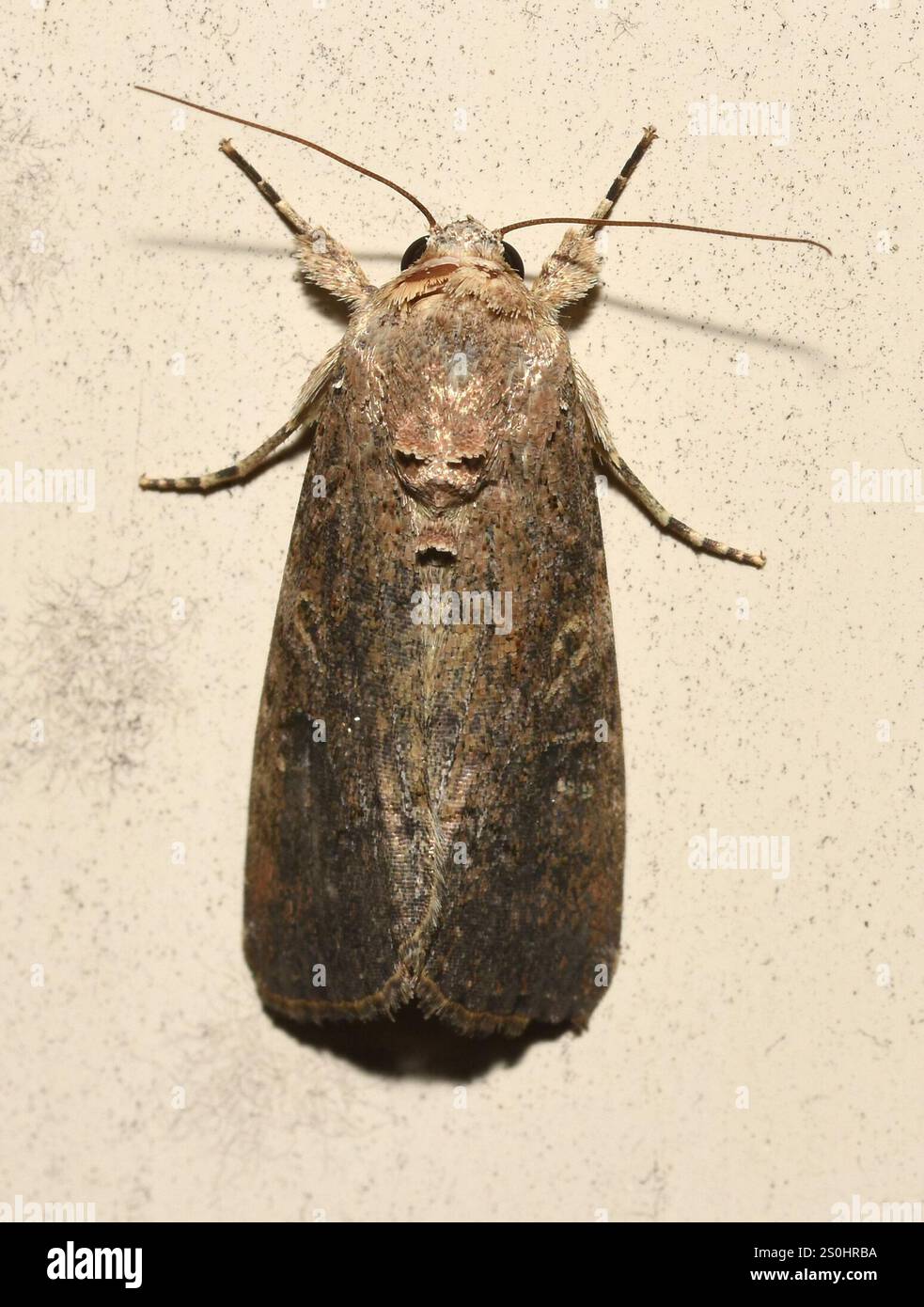 Fall Armyworm Moth (Spodoptera frugiperda Stock Photo - Alamy