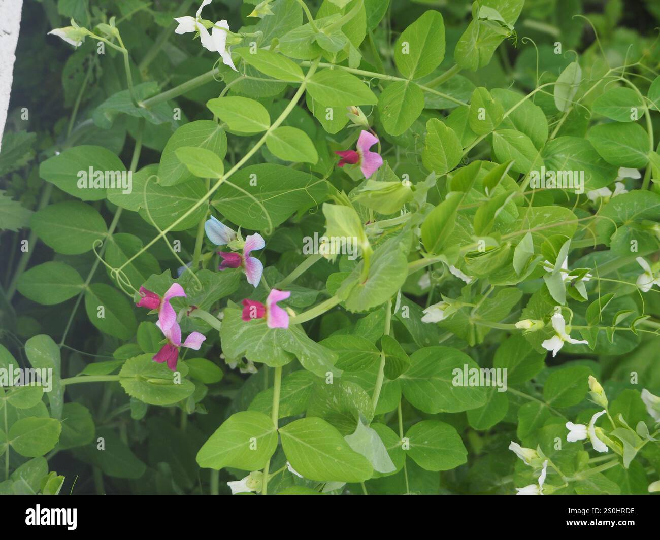 Common Pea (Pisum sativum Stock Photo - Alamy