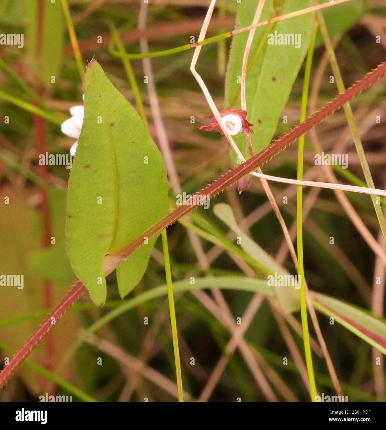 arrow-leaved tearthumb (Persicaria sagittata Stock Photo - Alamy