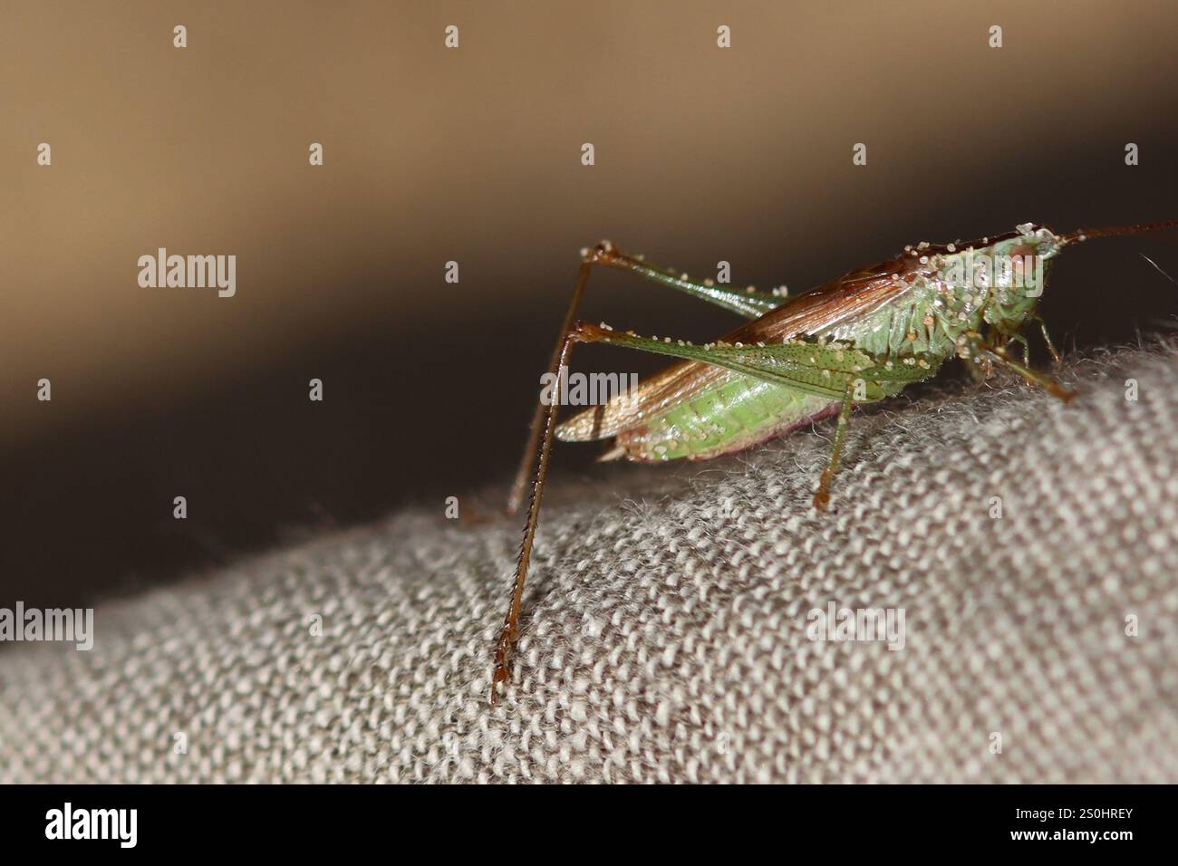 Long-winged Conehead (Conocephalus fuscus Stock Photo - Alamy