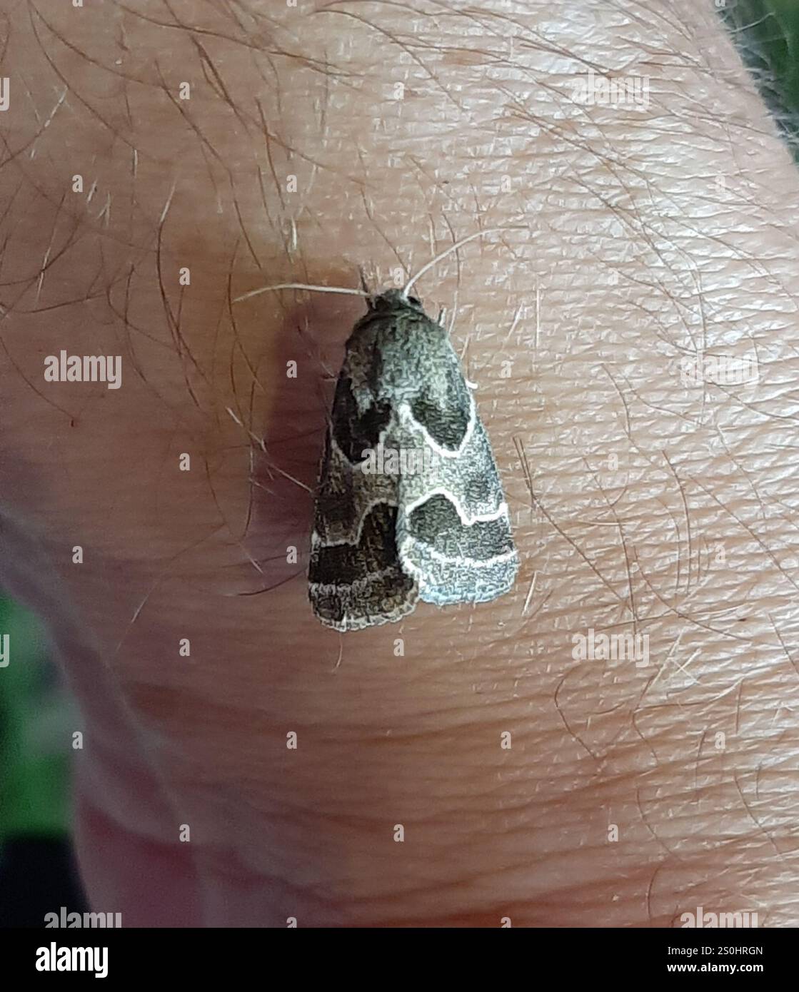 Ragweed Flower Moth (Schinia rivulosa Stock Photo - Alamy