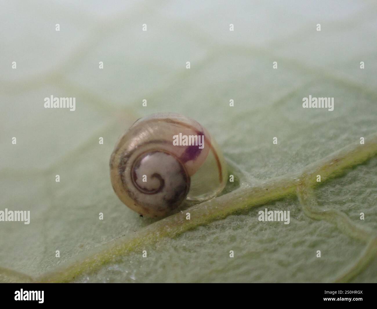 Common Land Snails and Slugs (Stylommatophora Stock Photo - Alamy