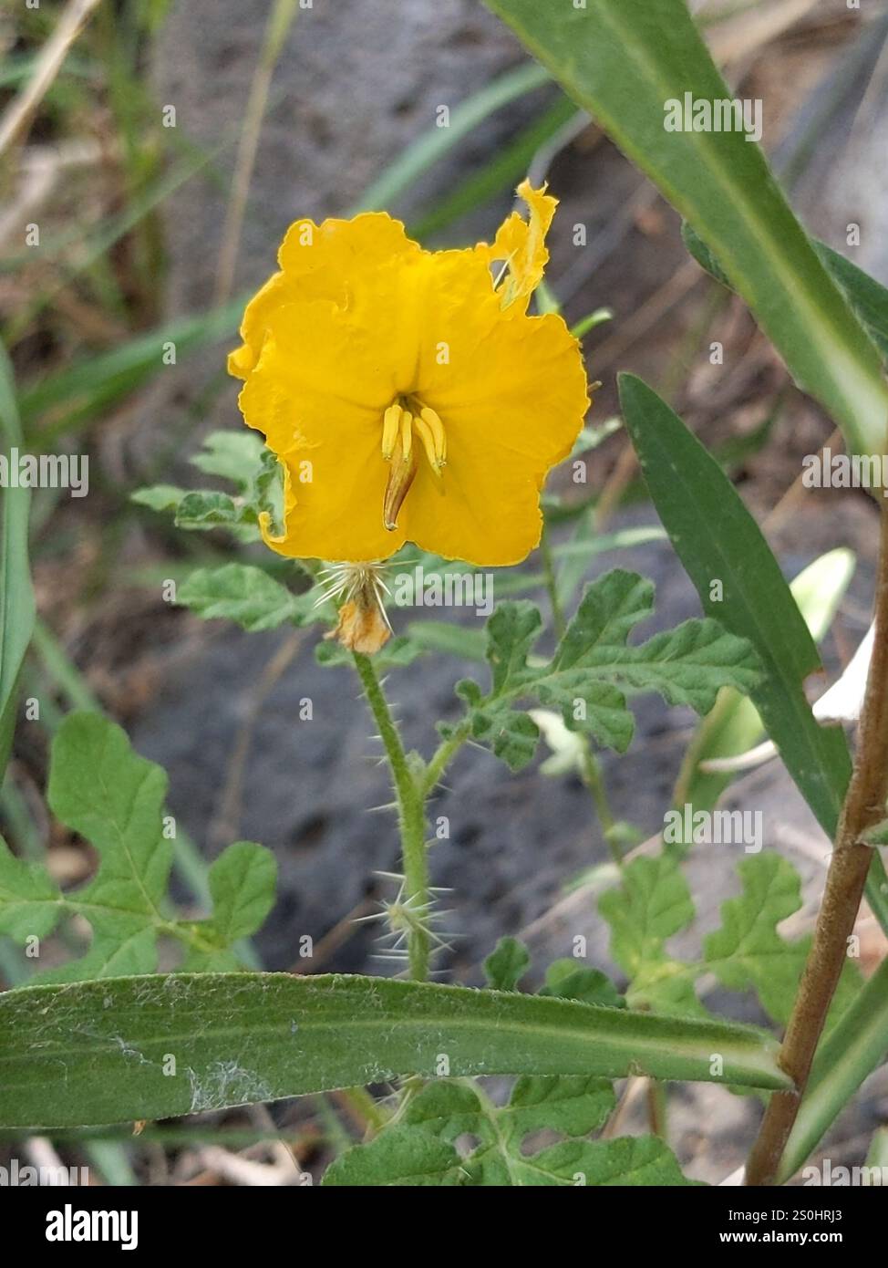 buffalo-bur (Solanum rostratum Stock Photo - Alamy