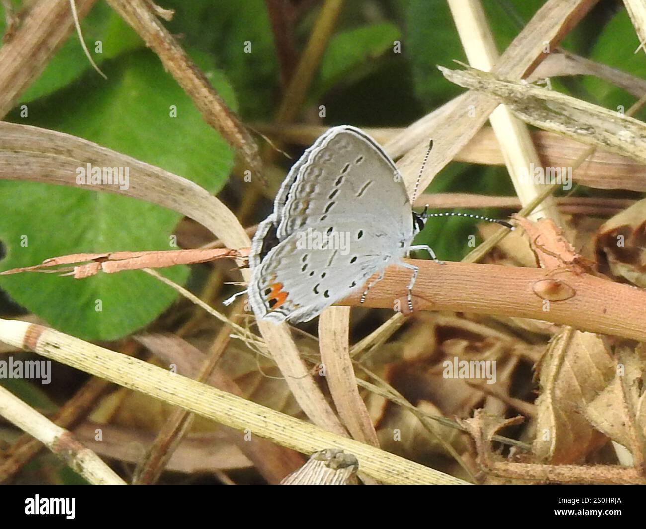 Eastern Tailed-Blue (Cupido comyntas Stock Photo - Alamy