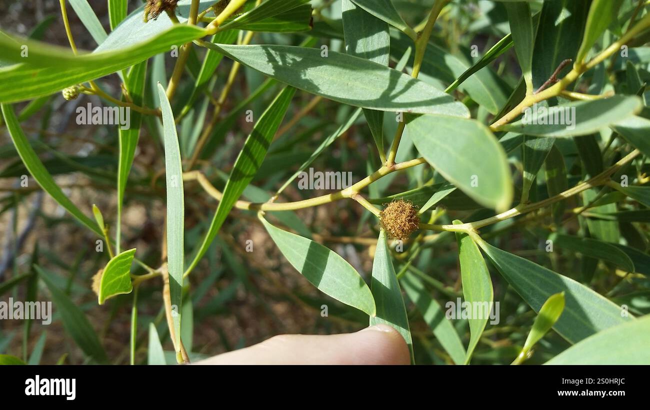 western coastal wattle (Acacia cyclops Stock Photo - Alamy