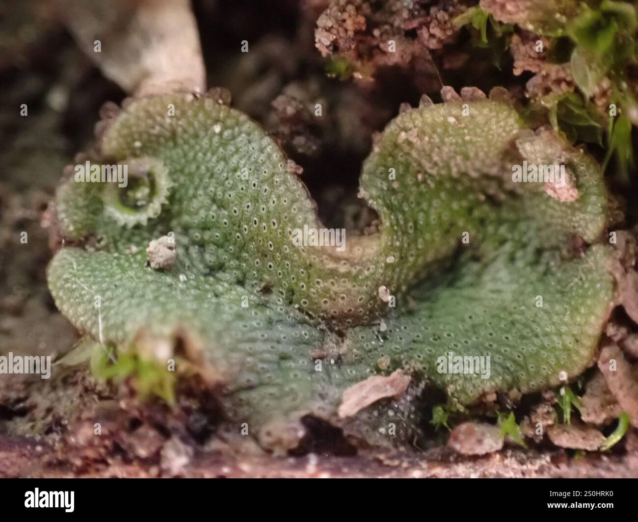 Common Liverwort (Marchantia polymorpha Stock Photo - Alamy