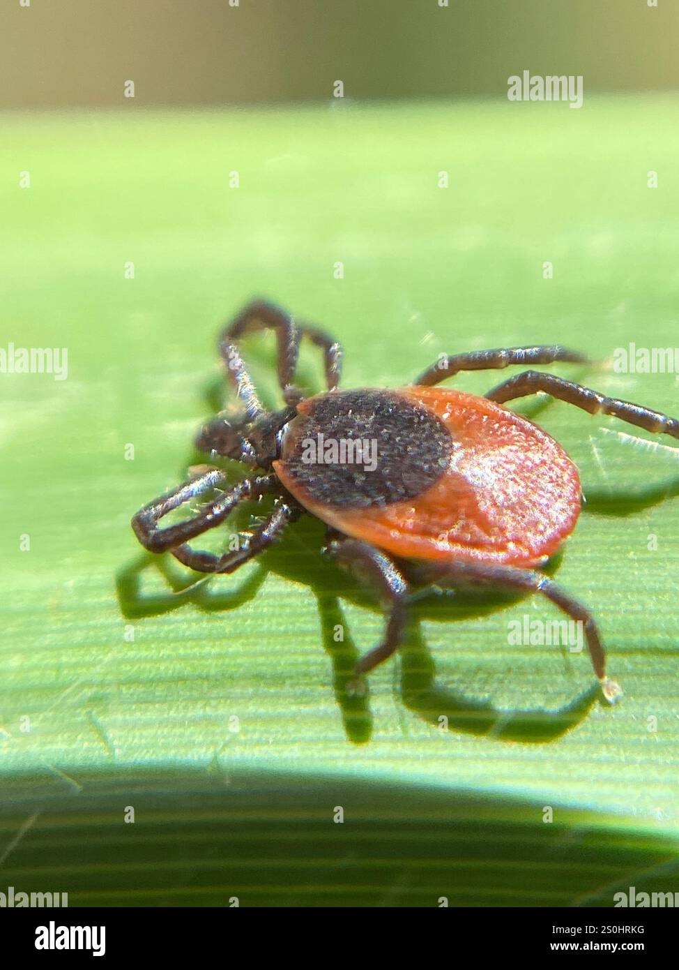 Castor Bean Tick (Ixodes ricinus Stock Photo - Alamy
