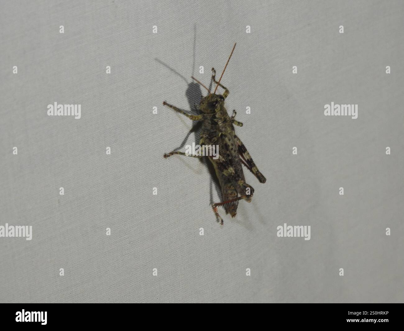 Pine tree Spur-throat Grasshopper (Melanoplus punctulatus Stock Photo ...