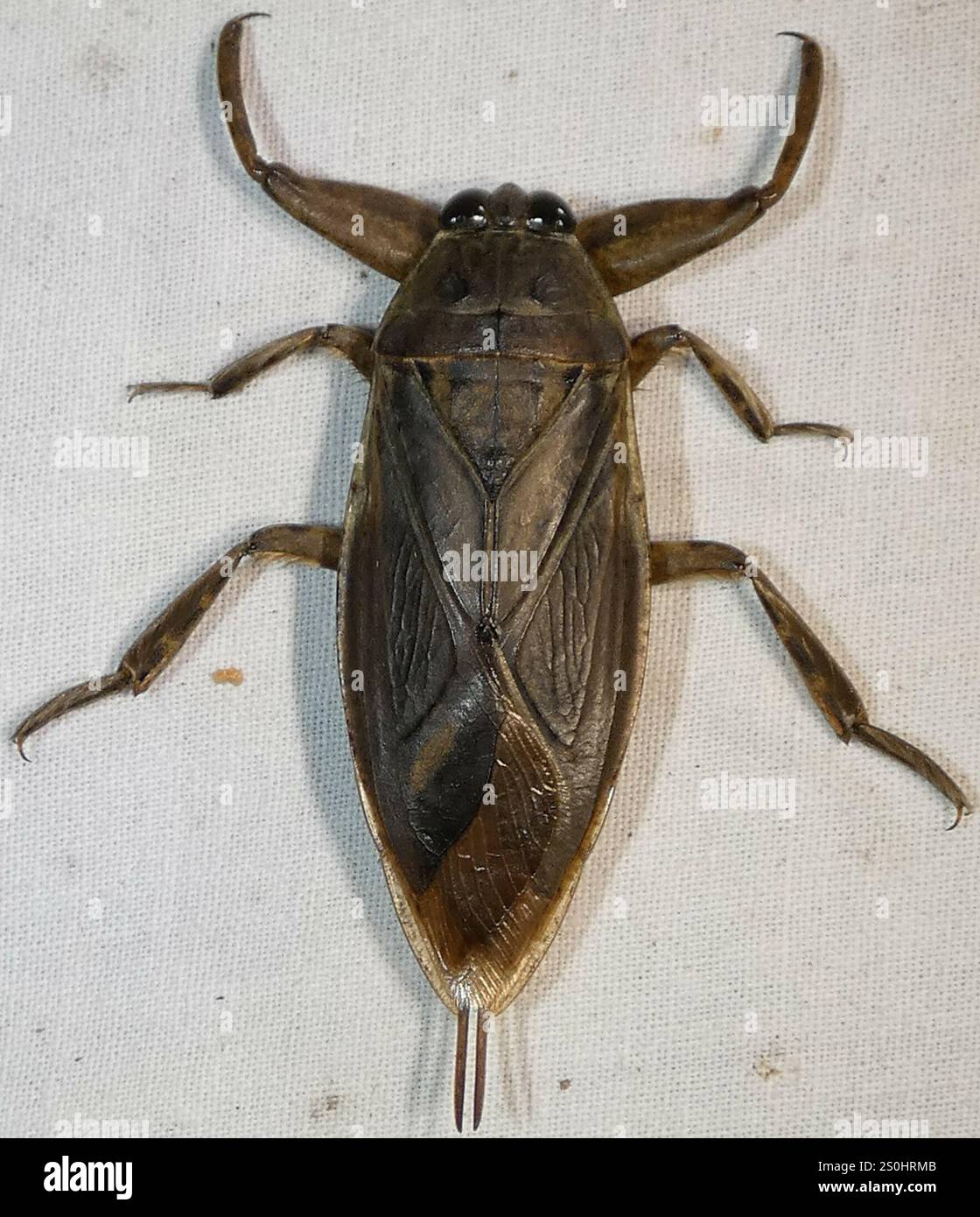 Uhler's Giant Water Bug (Lethocerus uhleri Stock Photo - Alamy
